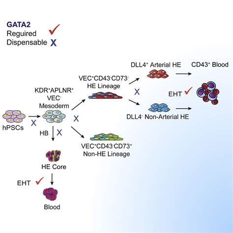 Gata2 Is Dispensable For Specification Of Hemogenic Endothelium But Promotes Endothelial To