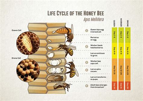 Different Bees Bee Drawing Honey Bee Drawing Bee Illustration