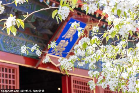 淡淡香气飘 赏花到751
