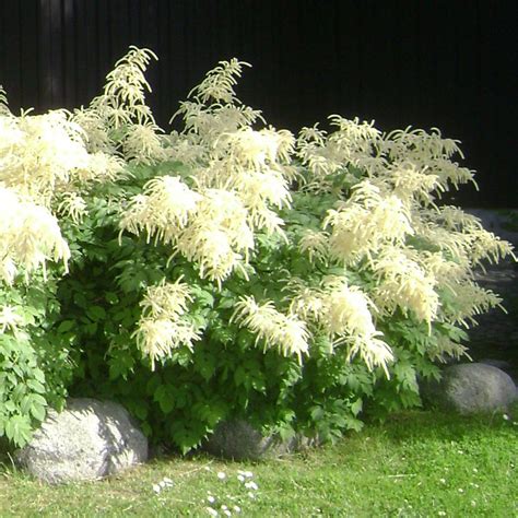 Aruncus Dioicus Goats Beard From Sandys Plants