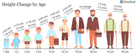 How Body Height Changes Throughout Life Size Graf