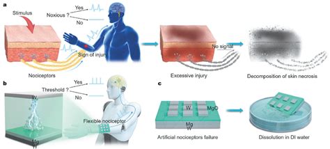 Diagram Of Biological Nociceptors That Detect External Stimuli In A Download Scientific
