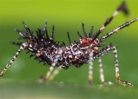 All Of Nature Spiny Assassin Bug Eggs And Babies