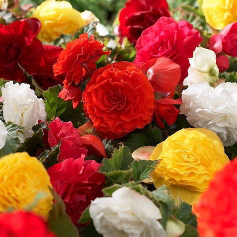 Shop 60 Begonia Non Stop Mixed Garden Ready J Parkers Wholesale