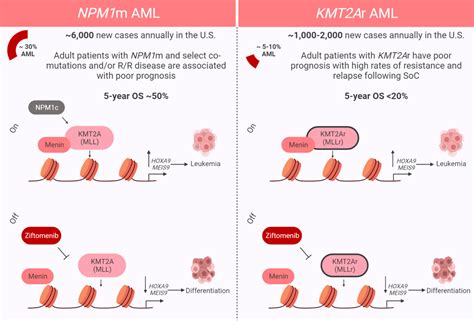 Inhibition Of The Menin Kmt2a Interaction In Aml The Augment 101 And Komet 001 Trials