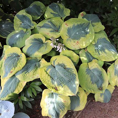 Hosta Linda Sue Stauderiket Blogg