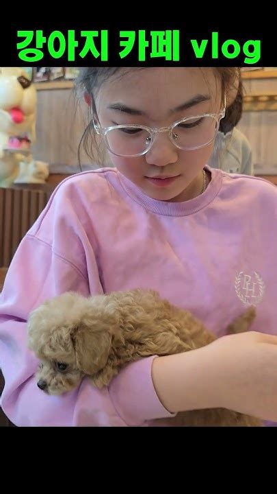 귀여운 강아지 강아지 일상 Youtube