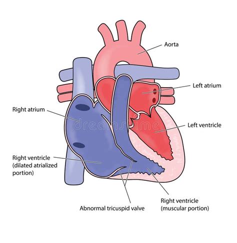 Right Atrium Stock Illustrations 674 Right Atrium Stock Illustrations