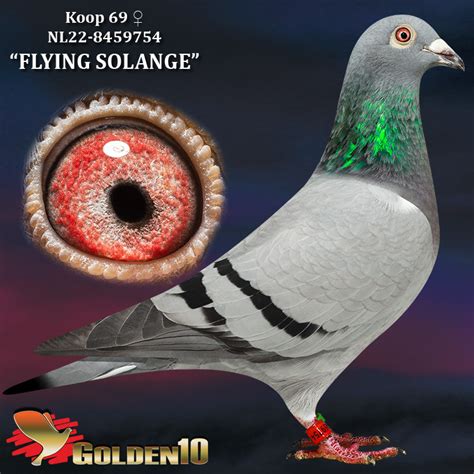 069 Nl22 8459754 Flying Solange ♀ De Duif