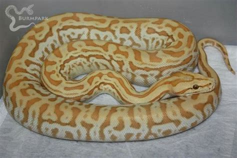 Hypo Labyrinth Burmese Python