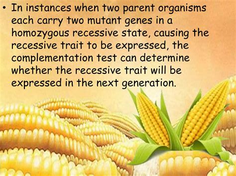 Complementation Test Ac Ds System In Maize Pptx