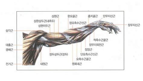 인체 해부학 팔근육의 명칭과 종류 네이버 블로그