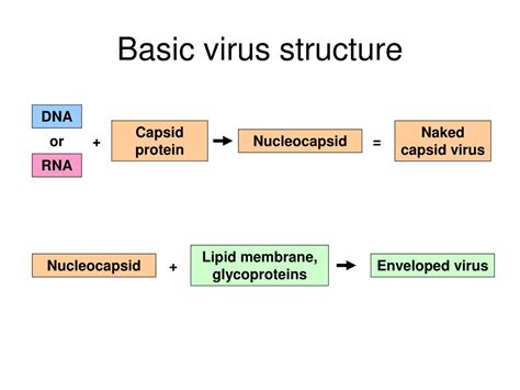Ppt Virus Structure Classification And Replication Powerpoint Presentation Id 511172