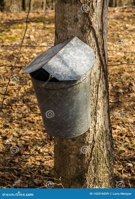 Bucket On Maple Tree Collecting Sap Stock Image Image Of Highland Aluminum 142016029