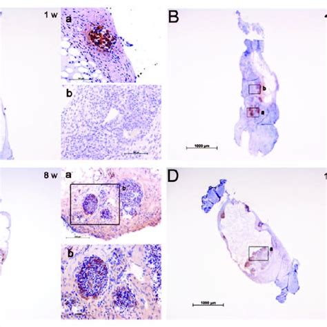 Serial Sections Though The Tissue Constructs From The Chambers And Download Scientific Diagram