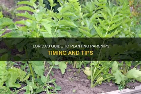 Floridas Guide To Planting Parsnips Timing And Tips Shuncy Floridas Guide To Planting Parsnips Timing And Tips Shuncy