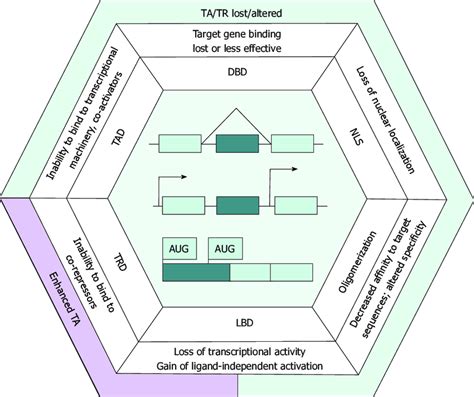 Alternative Transcription Factor Isoforms Possess Regulatory Properties Download Scientific