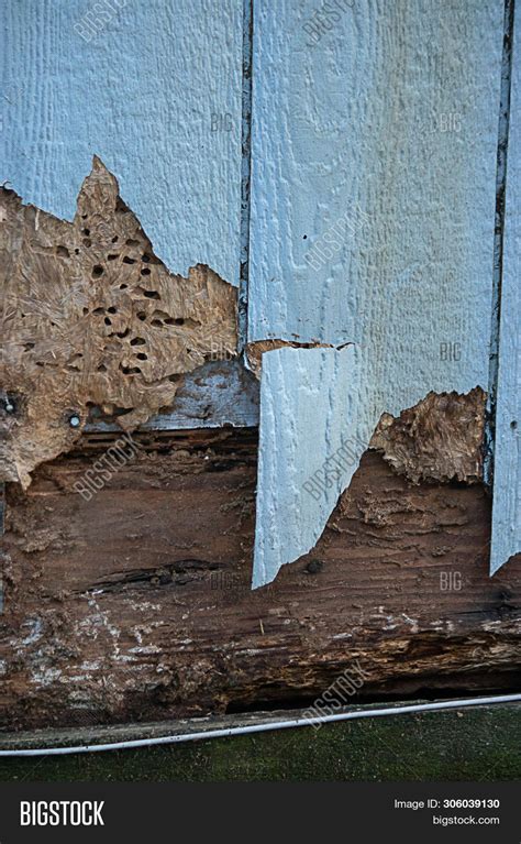Blue Siding Termite Image And Photo Free Trial Bigstock