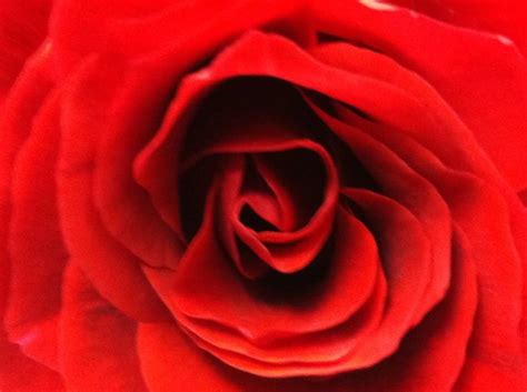 Lusty Red Rose Red Roses Rose Flowers