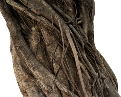 Tree Roots PNGs For Free Download
