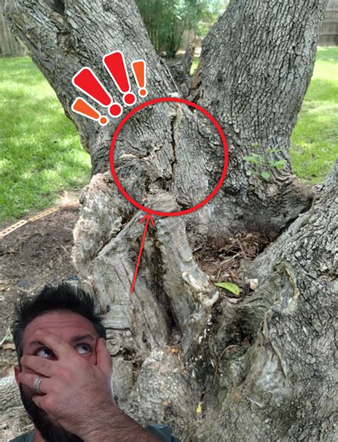 Arborist Tree Risk Assessment Arboristondemand Com