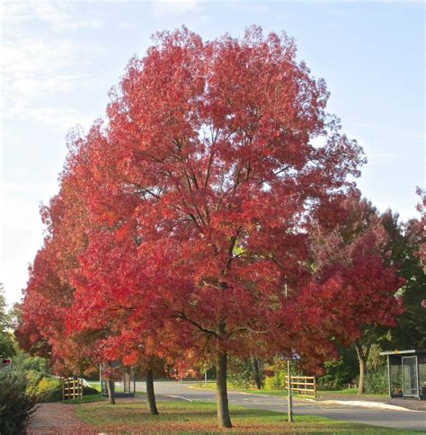 Trees In Autumn Tree Guide UK Trees In Autumn