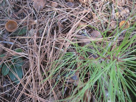 How To Make Soil Acidic 3 Natural Methods That Work Insteading