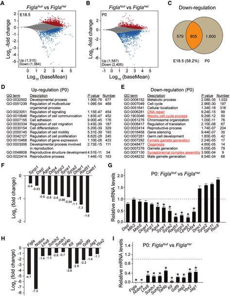 Figla Deficiency Alters Expression Patterns Of Meiotic And Oogenic