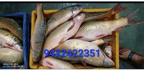 Grey Catla Fish For Food Style Fresh At Rs 110 In Ratnagiri Id