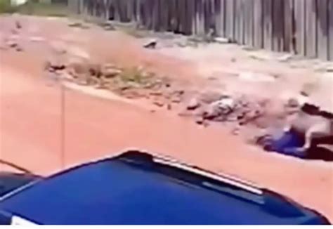 فیلم شجاعت سگ در نجات پسر بچه از حمله سگ وحشی