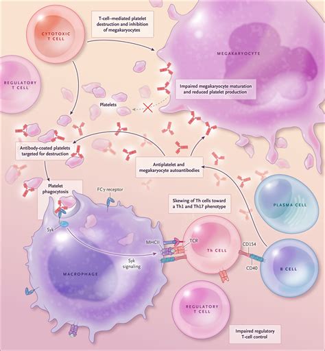 Immune Thrombocytopenic Purpura Thrombocytopenia Ask Hematologist