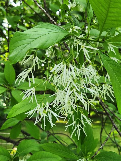 Photo Galleries Friends Of The Frelinghuysen Arboretum