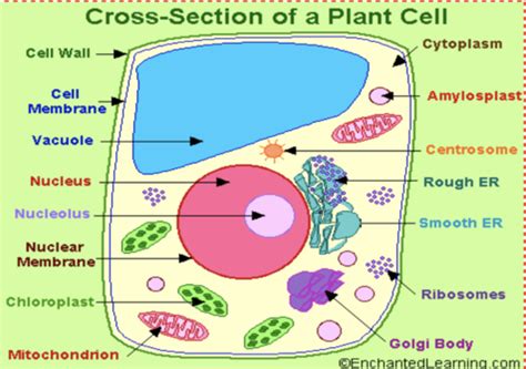 The Cell Bio Lab Flashcards Quizlet