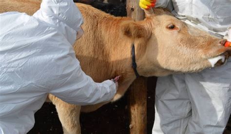 Он гарсаар малын гоц халдварт өвчний 101 тохиолдол бүртгэгджээ