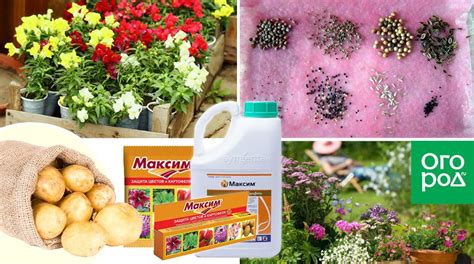 Максим – инструкция по применению, действие фунгицида. Меры ...