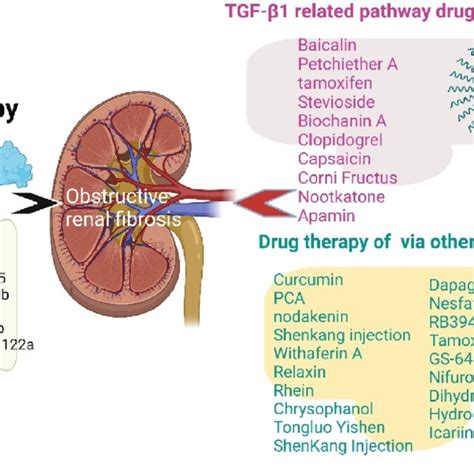 Gene Therapy In Renal Interstitial Fibrosis Of Obstructive Nephropathy Download Scientific