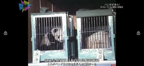 日本人到底有多愛熊貓這部NHK紀錄片告訴你 每日頭條