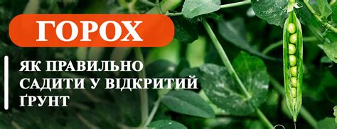 Це цікаво Як правильно садити горох у відкритий ґрунт