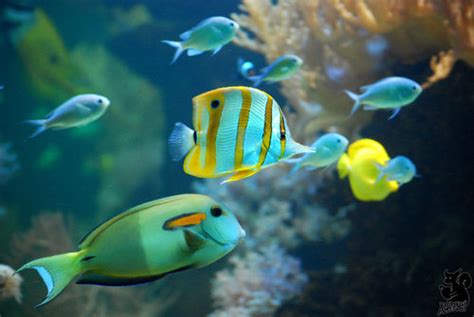 დედამიწა ოკეანე და ოკეანის ბინადრები