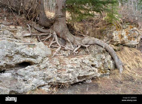 Tree Roots Growing Over Rocks In Nature Park Stock Photo Alamy
