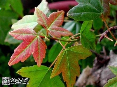 三角枫栽种方法 栽培养殖 南北花木网