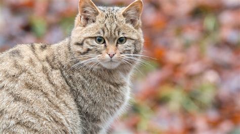 Czy Można Udomowić żbika Koci Blog Wiedza O Kotach