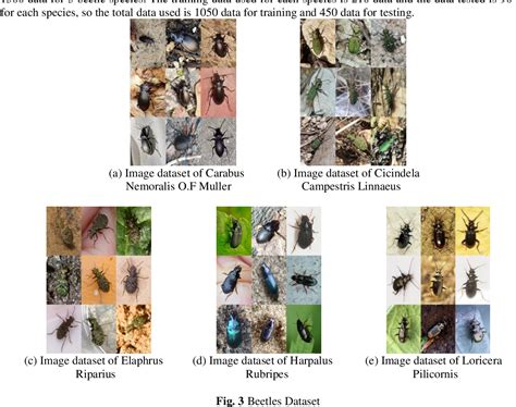 Figure 3 From Classification Of Beetle Type Using The Convolutional Neural Network Algorithm
