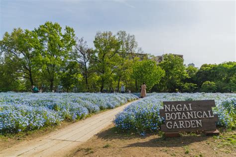 2023大阪市立長居植物園のネモフィラ畑見頃や開花情報アクセスなどを紹介ニシタビ
