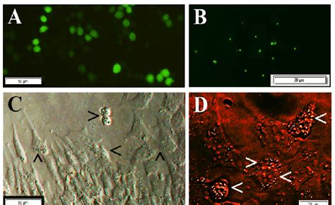 Transfection Of Hbm Epcs With Gfp And The Uptake Of Gfp Labeled Evs Download Scientific Diagram