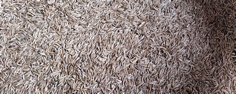 Семена для газона в Воронеже Продажа семян газонных кормовых и медоносных трав с бесплатной