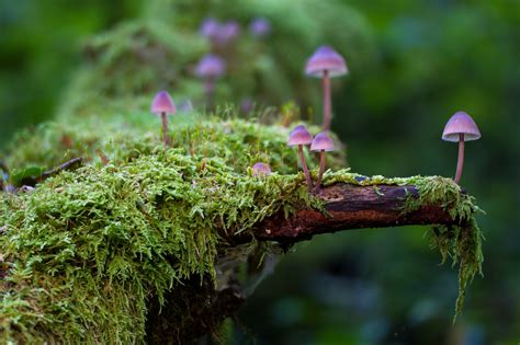 Magic Mushrooms Psychedelic Mushrooms Explained