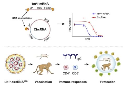 원형 Rna 연구 도구 Rnase R 원형 Rna 연구 도구 Rnase R