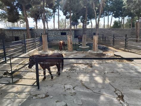 نمایی از بازدید نوروزی گردشگران در باغ وحش ارم فیلم و تصاویر