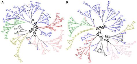 Un Rooted Neighbour Joining Dendrograms A A Simple Matching Download Scientific Diagram